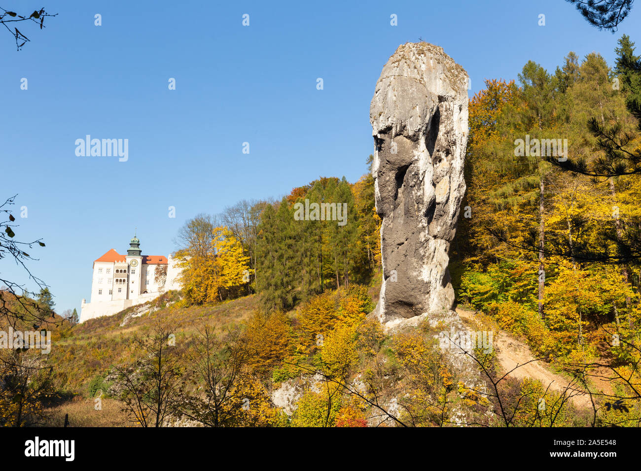 Hercules club tree hi-res stock photography and images - Alamy