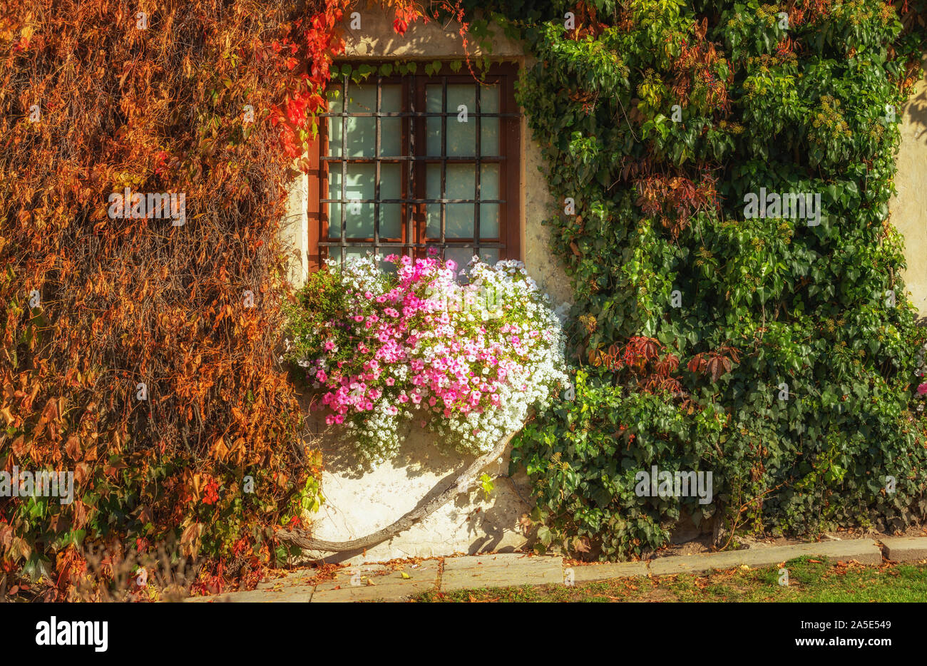Building wall and window beautifully overgrown with creepers, autumn ...