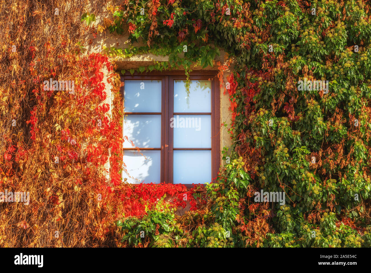 Building wall and window beautifully overgrown with creepers, autumn ...