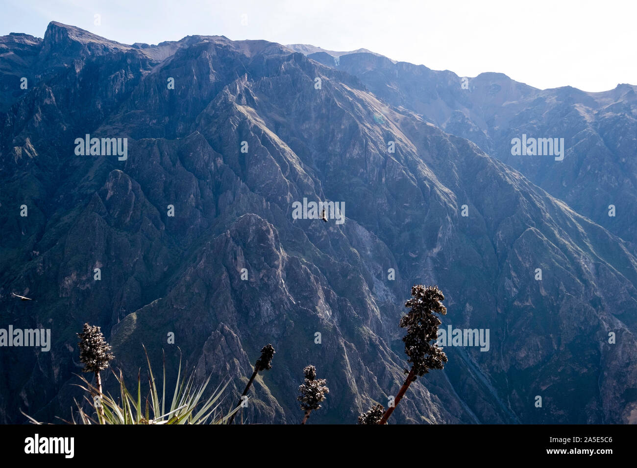 Ande condor hi-res stock photography and images - Alamy