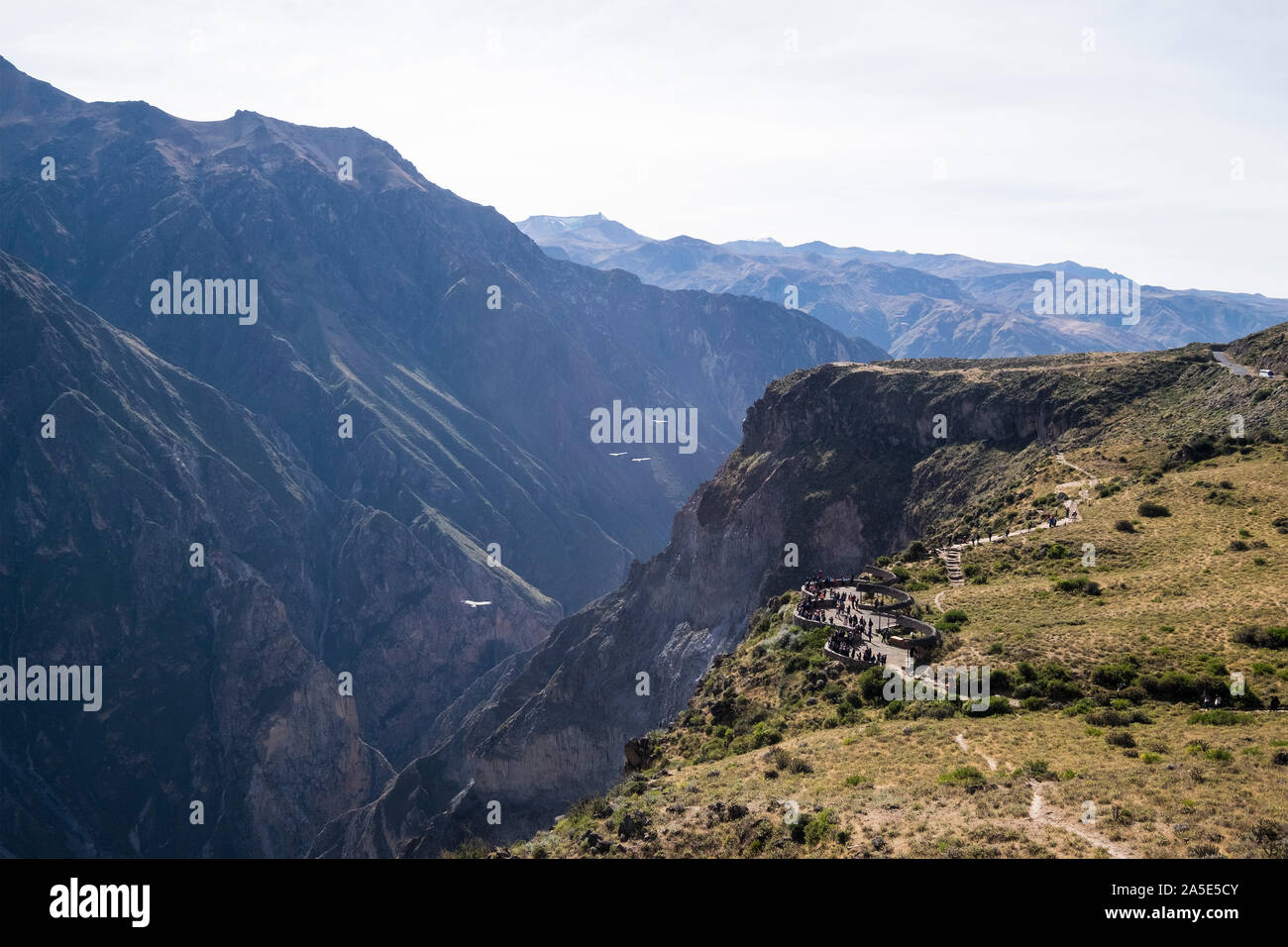 Ande condor hi-res stock photography and images - Alamy