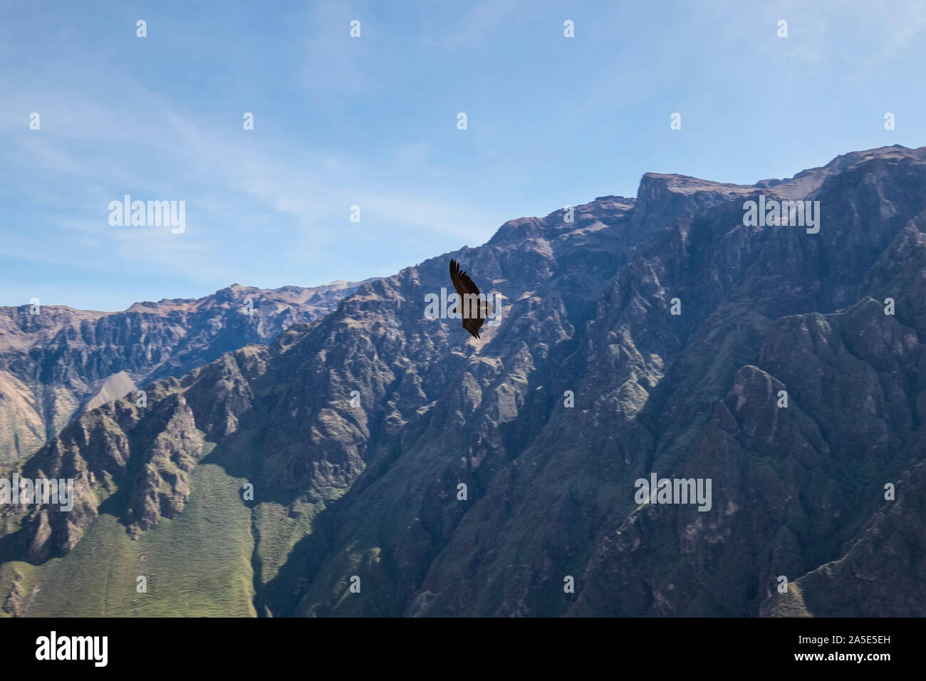 Perù, Colca Canyon, condor Stock Photo - Alamy