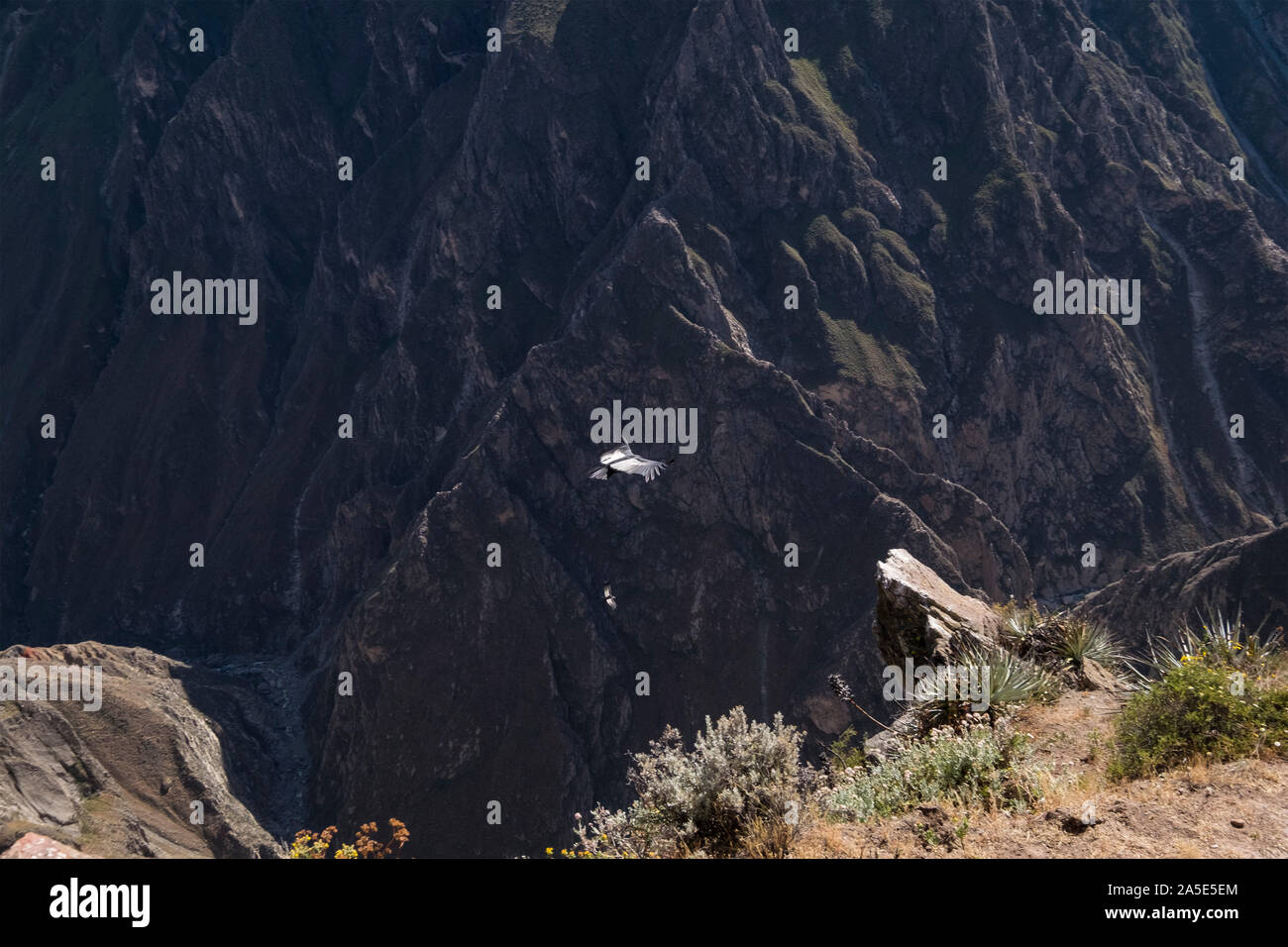 Ande condor hi-res stock photography and images - Alamy