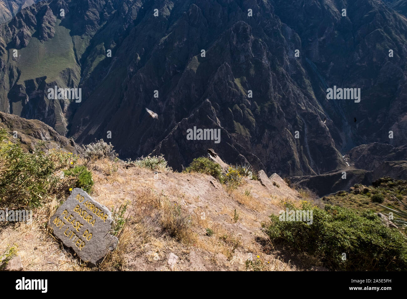 Ande condor hi-res stock photography and images - Alamy