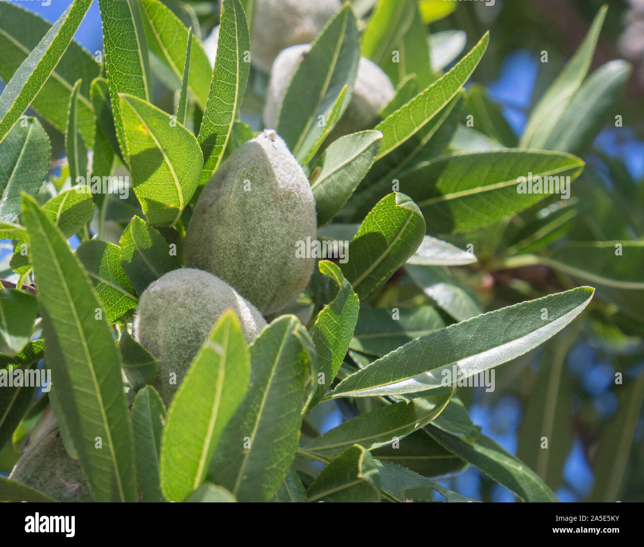 Indian almond tree hi-res stock photography and images - Alamy