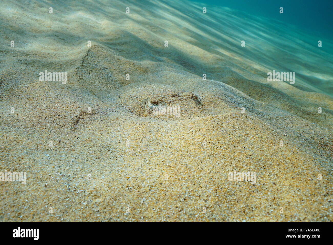 A cuttlefish hidden in the sand on the seabed, underwater in the ...