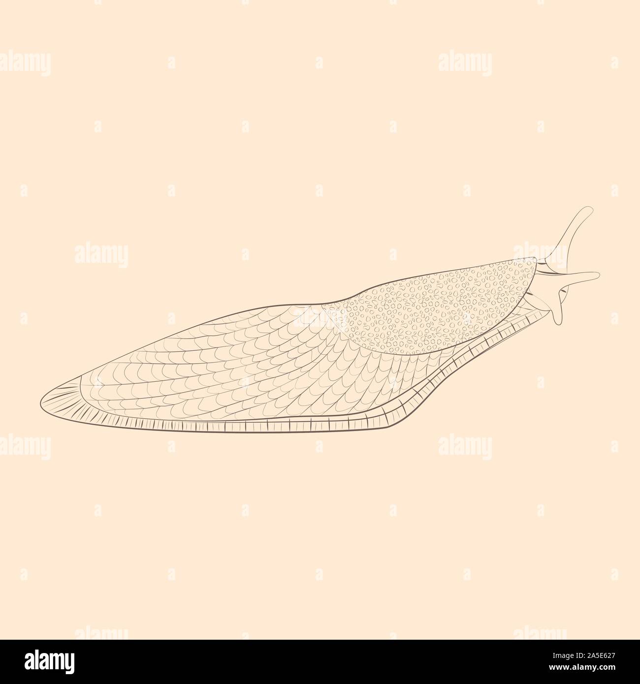 Slug Vector Vectors High Resolution Stock Photography and Images - Alamy