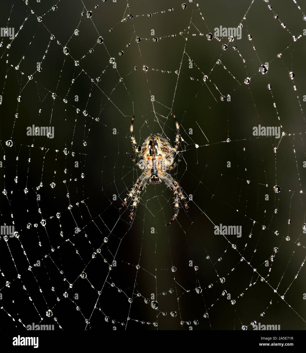 Cross Orb-Weaver Spider on is water droplet web Read more: https ...