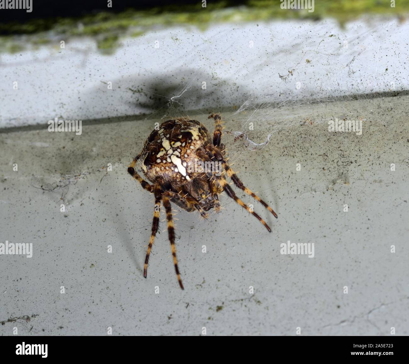 Cross Orb-Weaver Spider on is web Read more: https://metro.co.uk/2016 ...