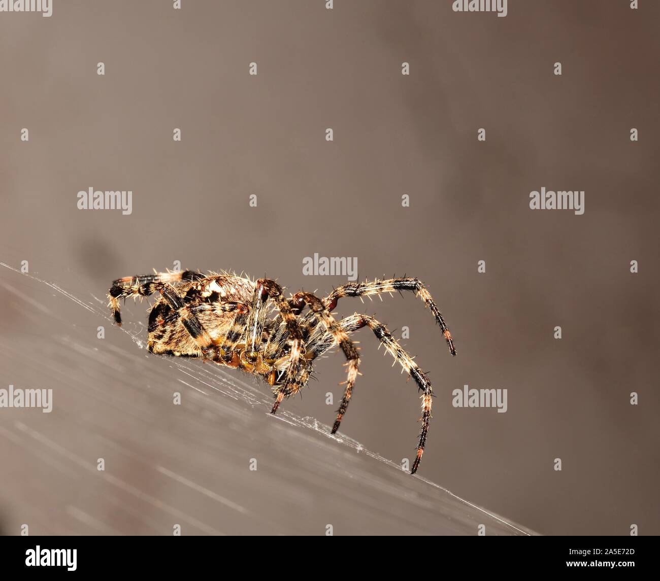 Cross Orb-Weaver Spider on is web Read more: https://metro.co.uk/2016 ...