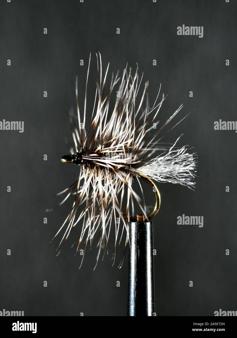 Hatching Griffths Gnat midge trout fly Stock Photo - Alamy