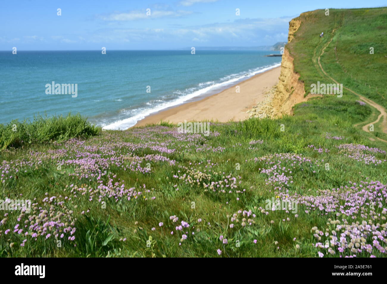 England wild flowers hi-res stock photography and images - Alamy