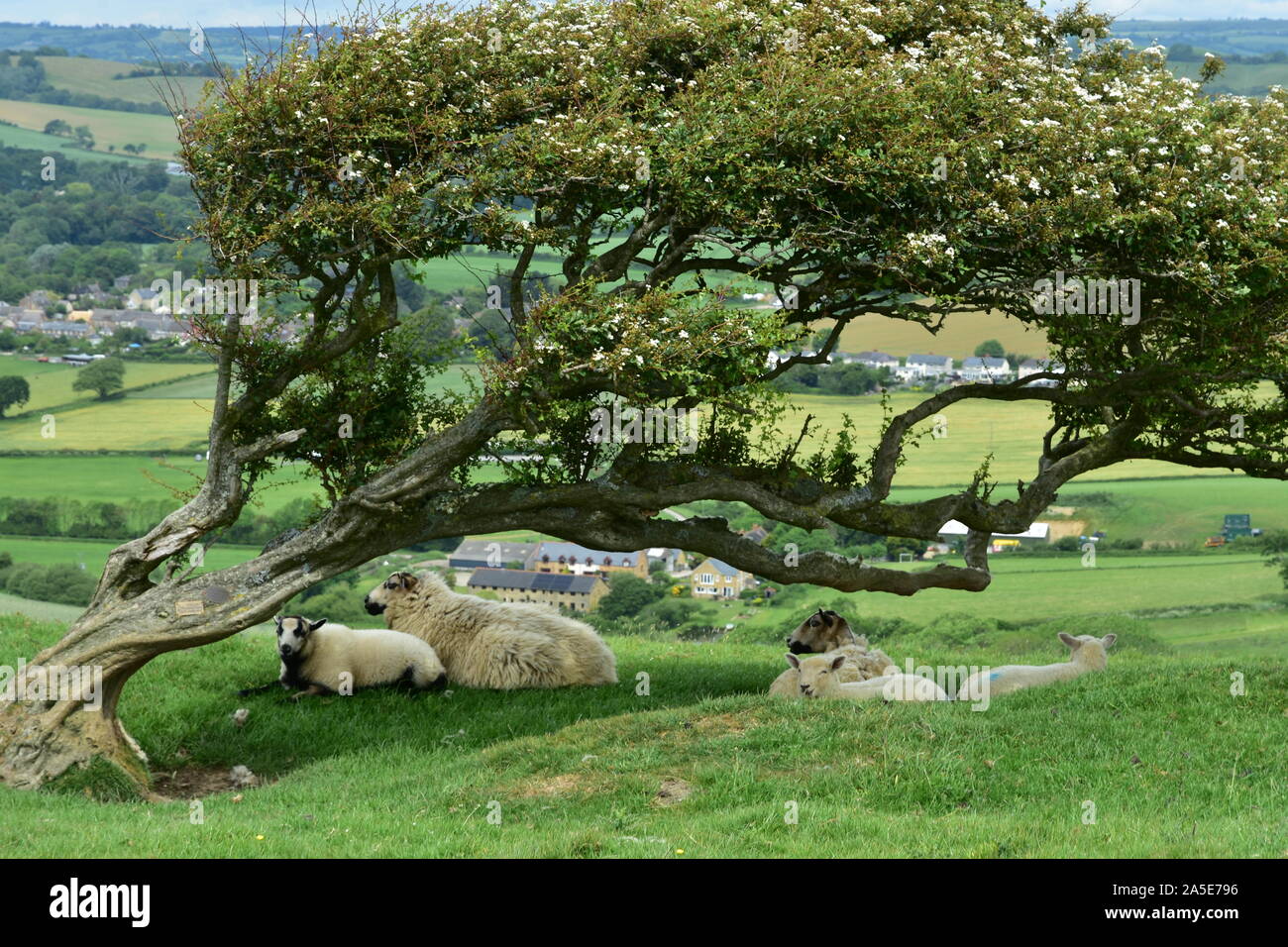 Lambs by tree hi-res stock photography and images - Alamy