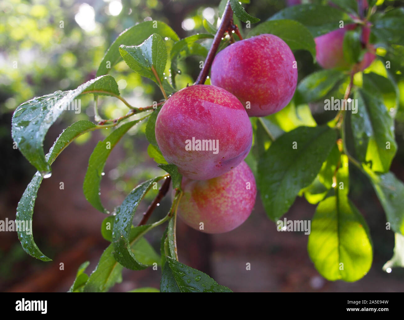 Spanish plums hi-res stock photography and images - Alamy