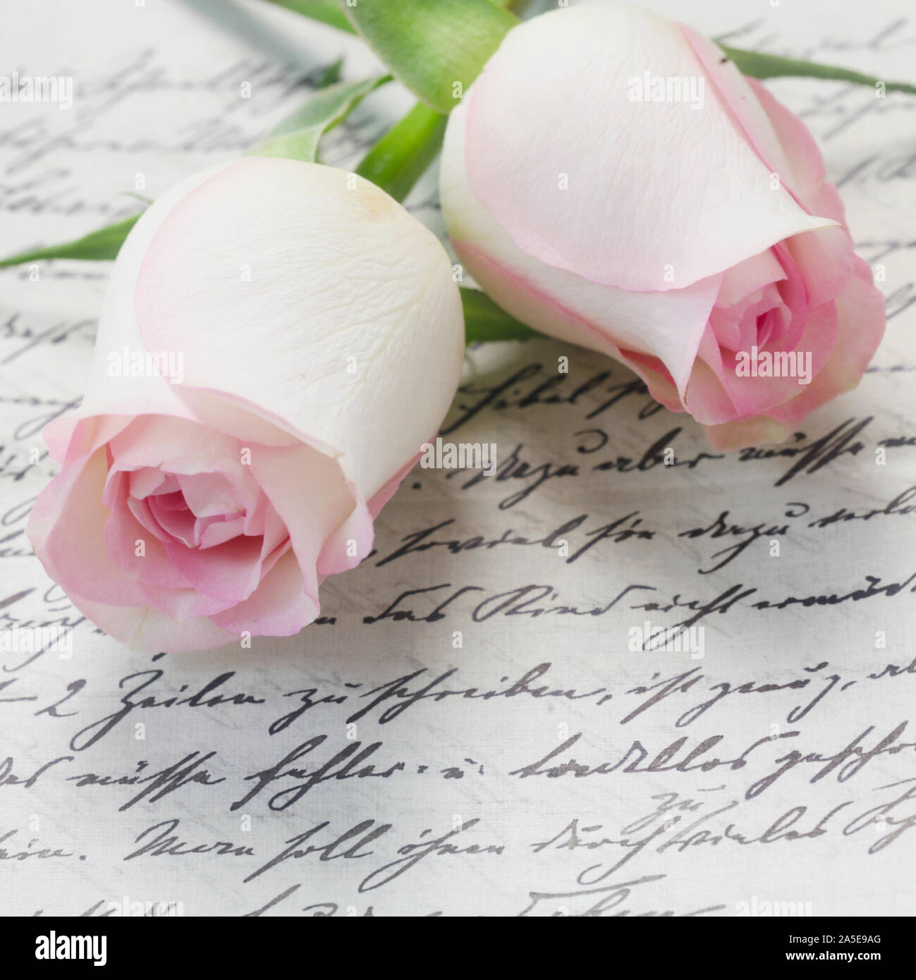 Pink Roses On A Handwritten Letter Stock Photo - Alamy