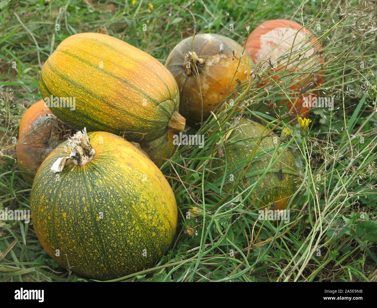 Ripe orange squash lying hi-res stock photography and images - Alamy