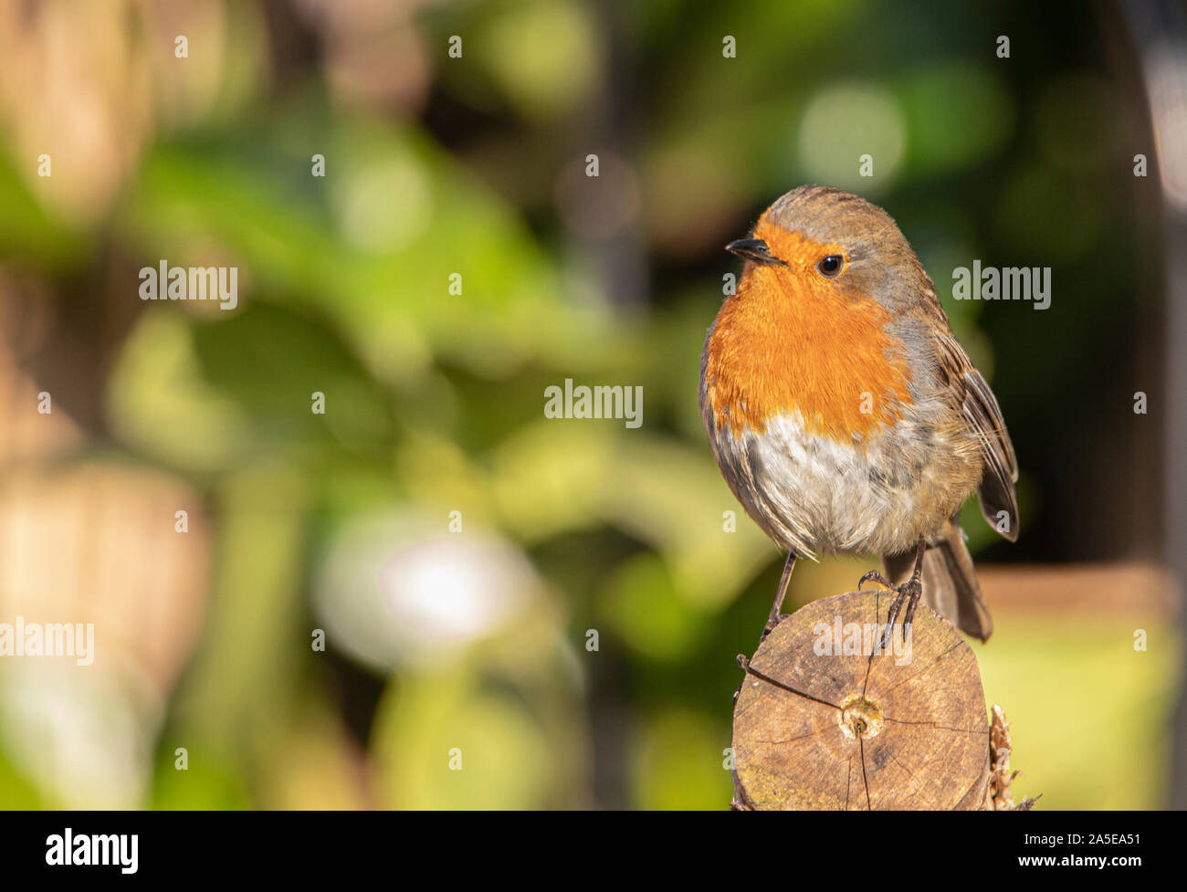 Black bush robin hi-res stock photography and images - Alamy