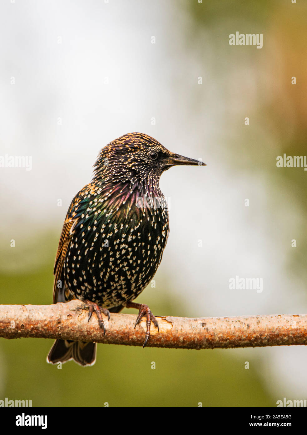 Handsome starling hi-res stock photography and images - Alamy