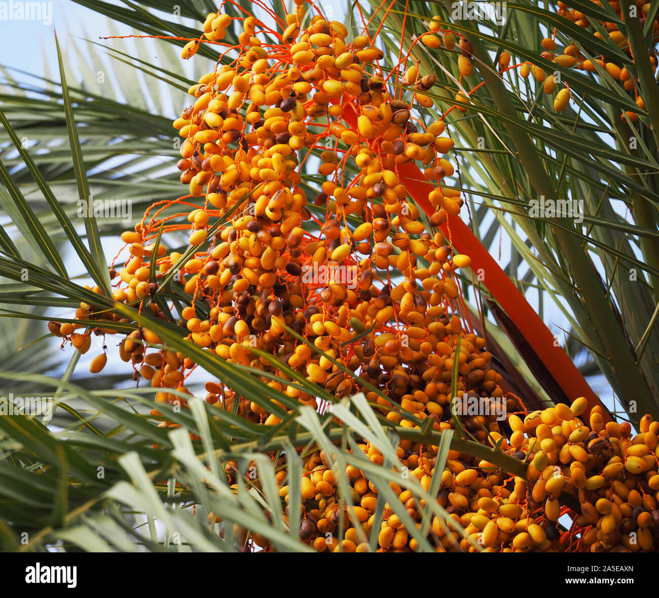 Fresh Dates On A Tree High Resolution Stock Photography and Images - Alamy