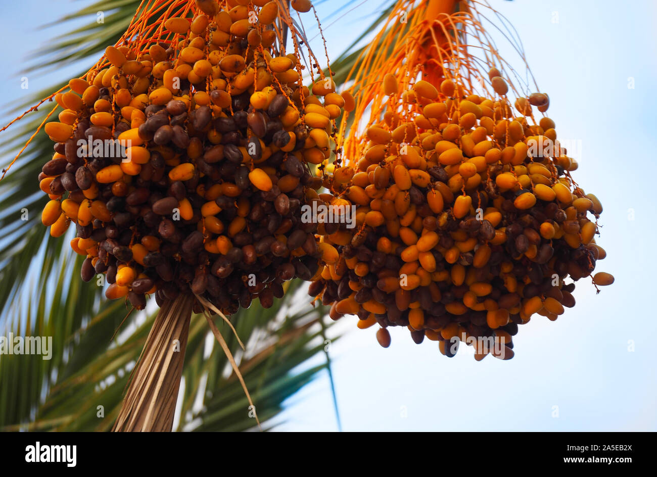 Fresh dates on a tree hi-res stock photography and images - Alamy
