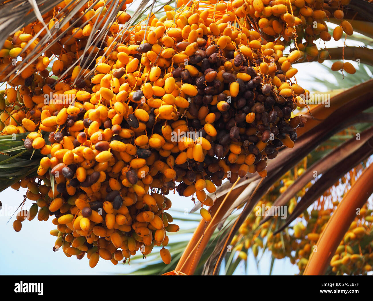 Dates on a palm tree. Valencia.Spain Stock Photo - Alamy
