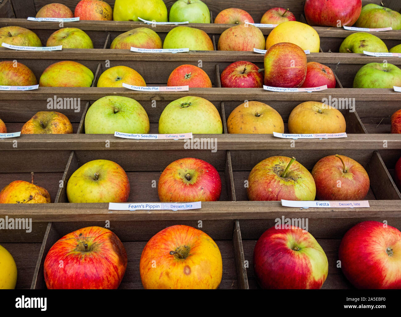 Selection of English eating apples displayed in wooden crate at apple ...