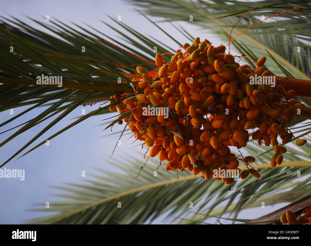 Date palm valencia hi-res stock photography and images - Alamy