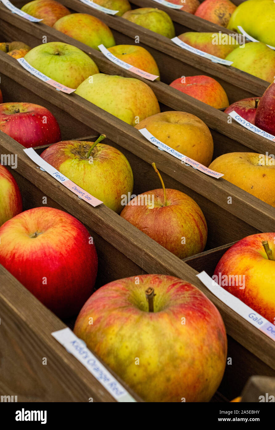 Selection of English eating apples displayed in wooden crate at apple ...