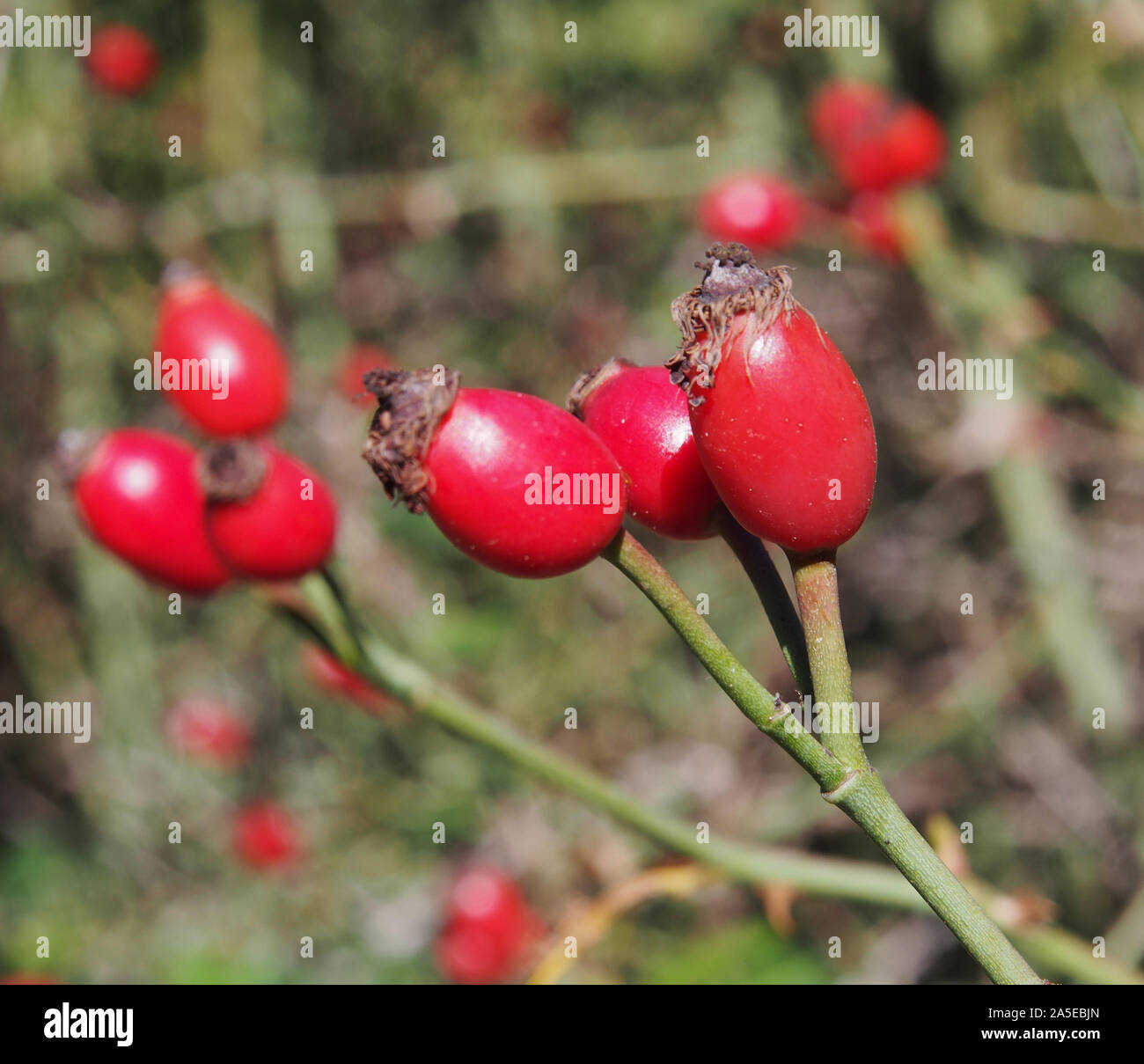 Rosehips; dog rose, rosa canina, fruit Stock Photo - Alamy