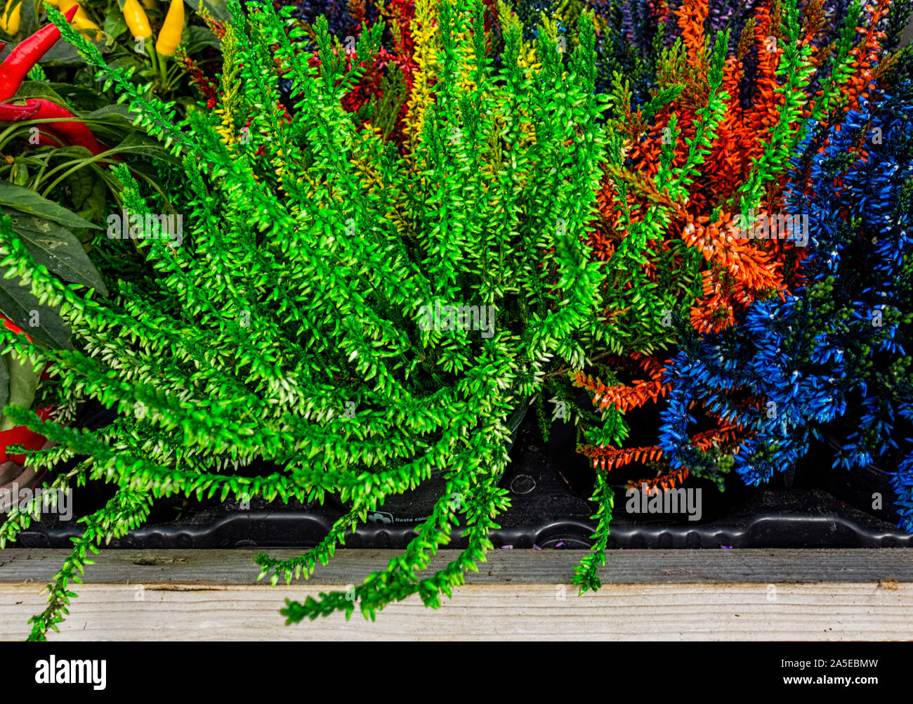 Painted Calluna Heather plants UK Stock Photo - Alamy