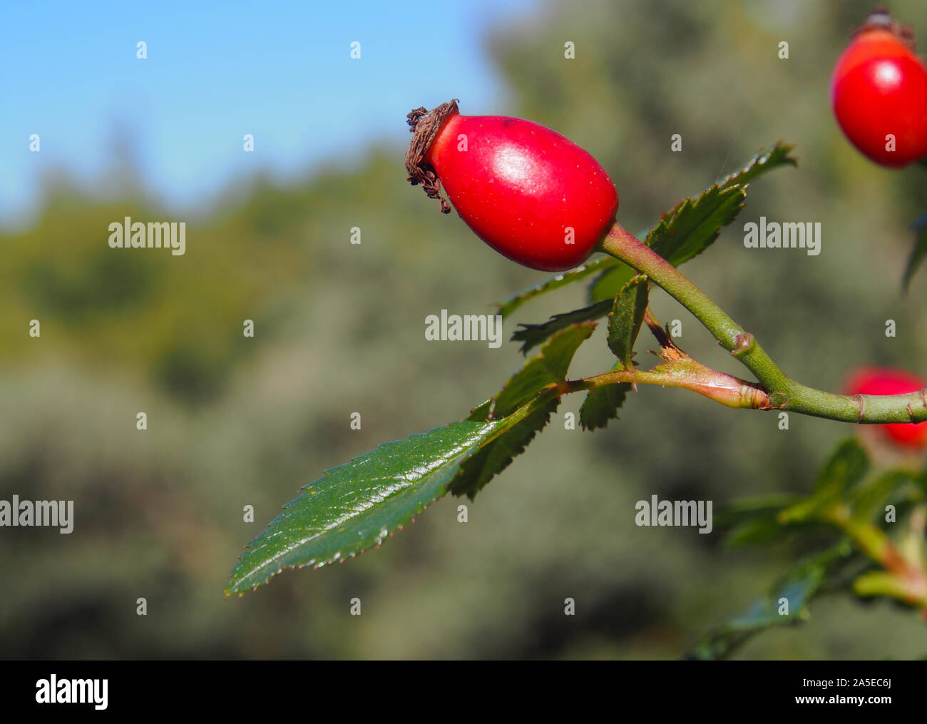 Rosehips; dog rose, rosa canina, fruit Stock Photo - Alamy