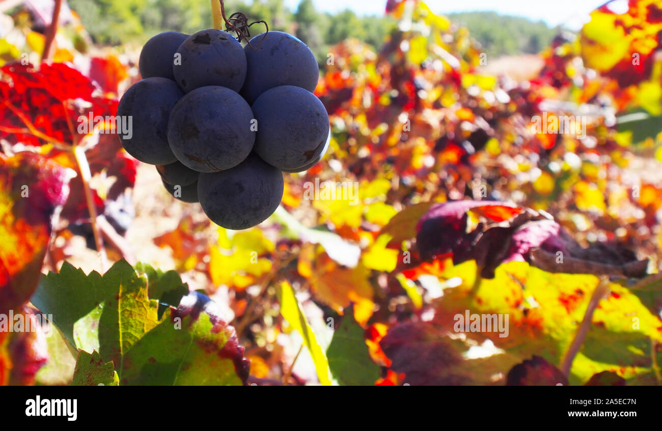 Naturally dusty cluster of Spanish black grapes Stock Photo - Alamy