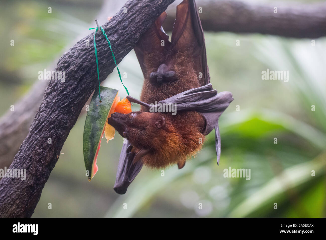 Fruit bat also known as flying fox with big leather wings hanging ...