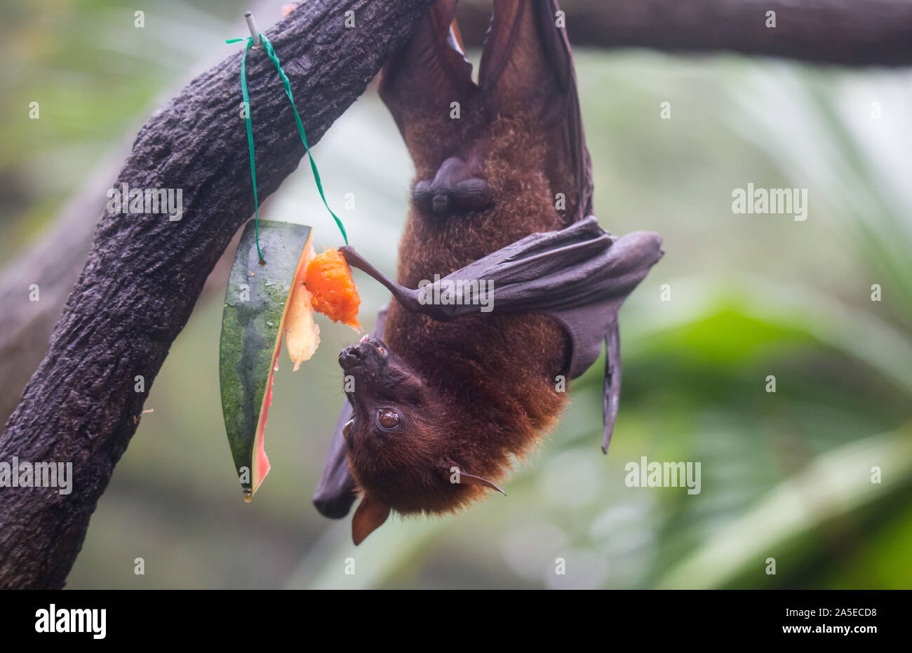 Fruit Bat Also Known As Flying Fox With Big Leather Wings Hanging Upside And Down Eating Juicy