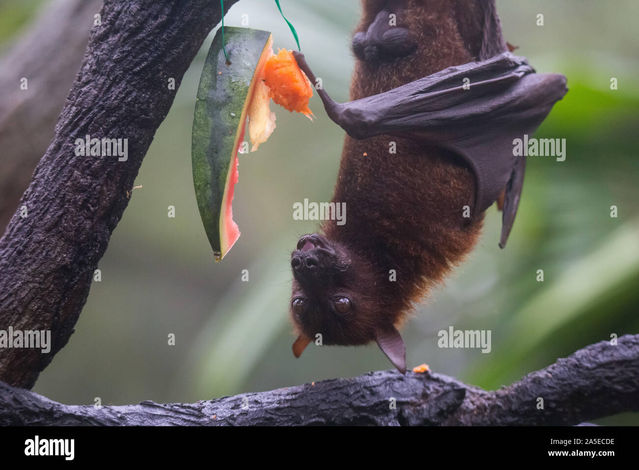 Fruit Bat Also Known As Flying Fox With Big Leather Wings Hanging Upside And Down Eating Juicy