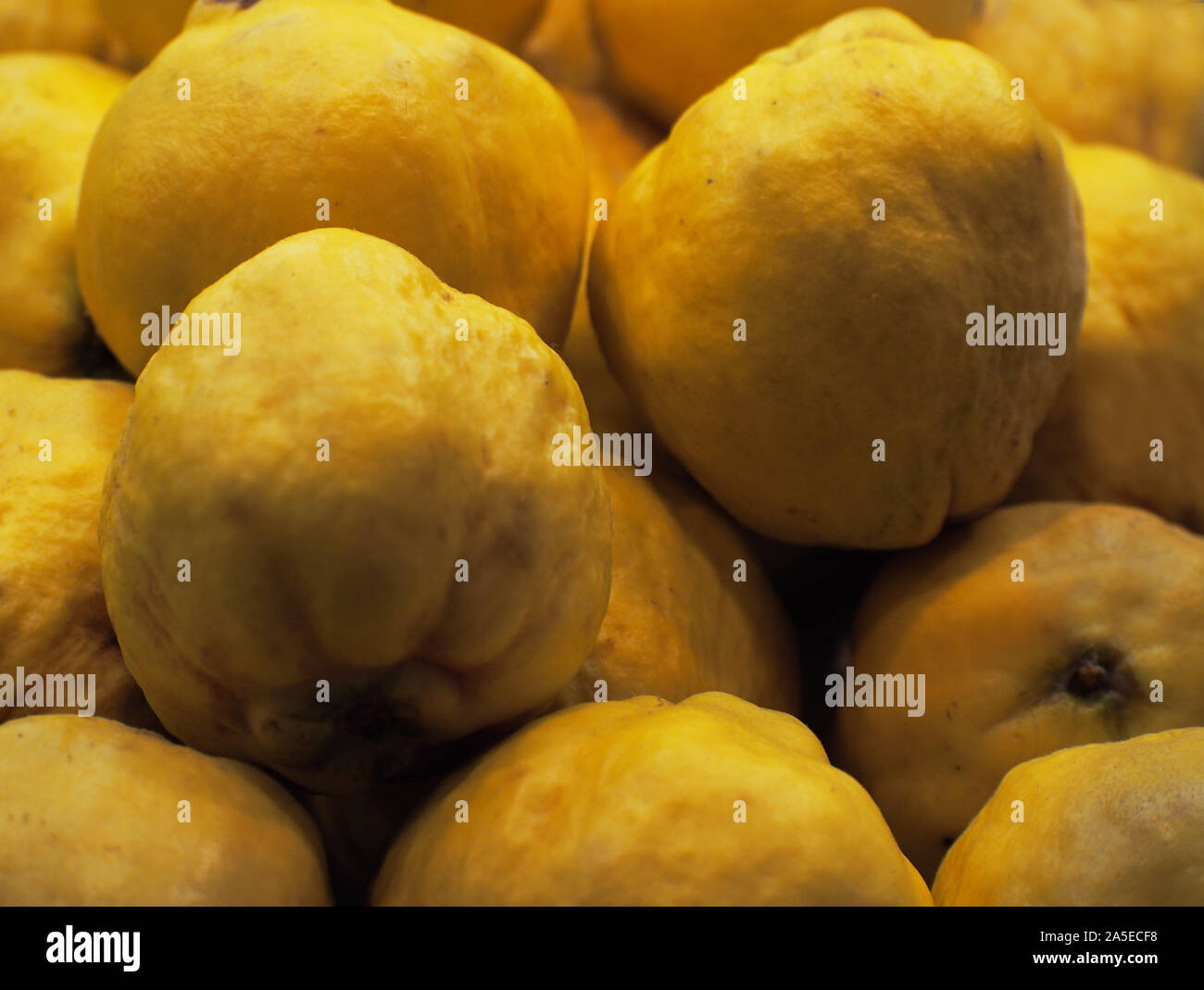 Quince. Fresh organic quince. Healthy eating concept. Queen apple fruit ...
