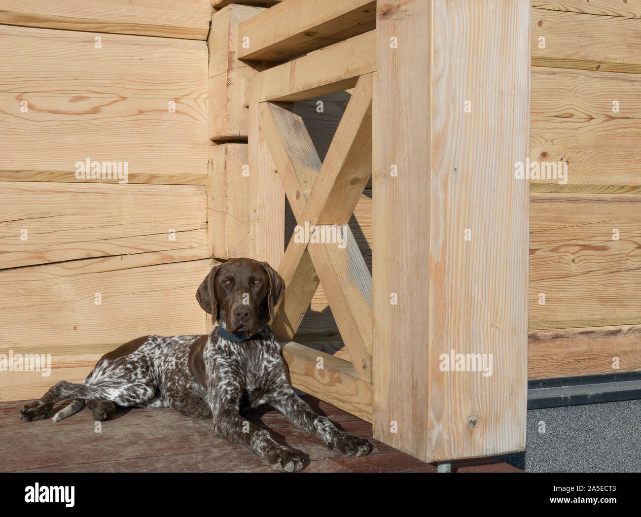 Brown gsp hi-res stock photography and images - Alamy