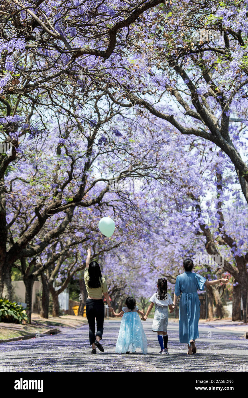 Jacaranda trees pretoria hi-res stock photography and images - Alamy