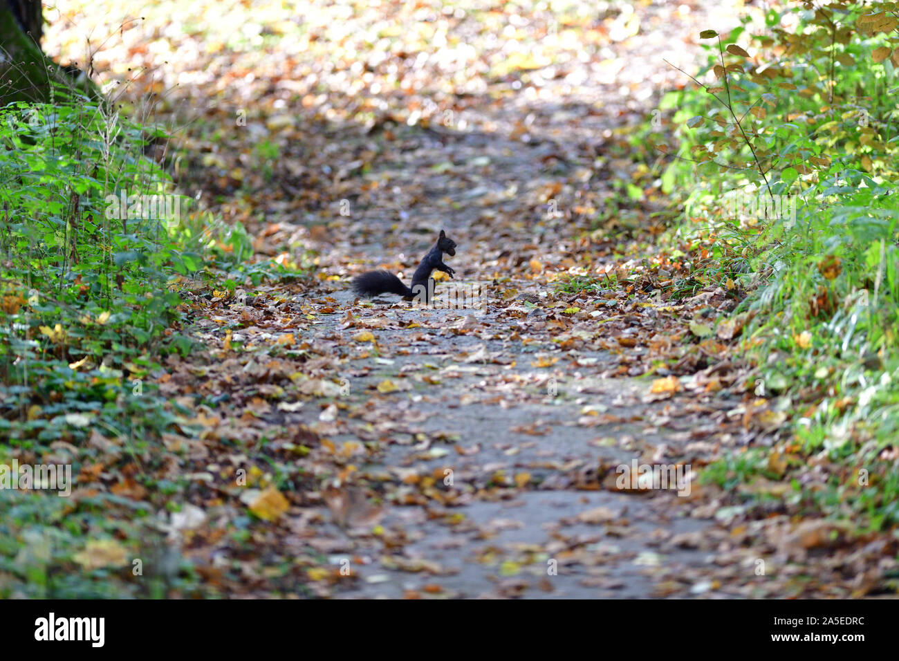 Eurasian red Squirrel runs around the leaves in autumn and looks for ...