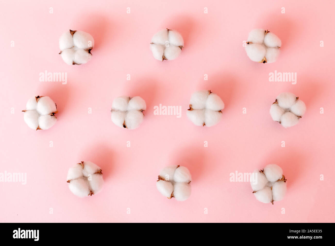 Cotton bolls lay in order on pink background Stock Photo - Alamy