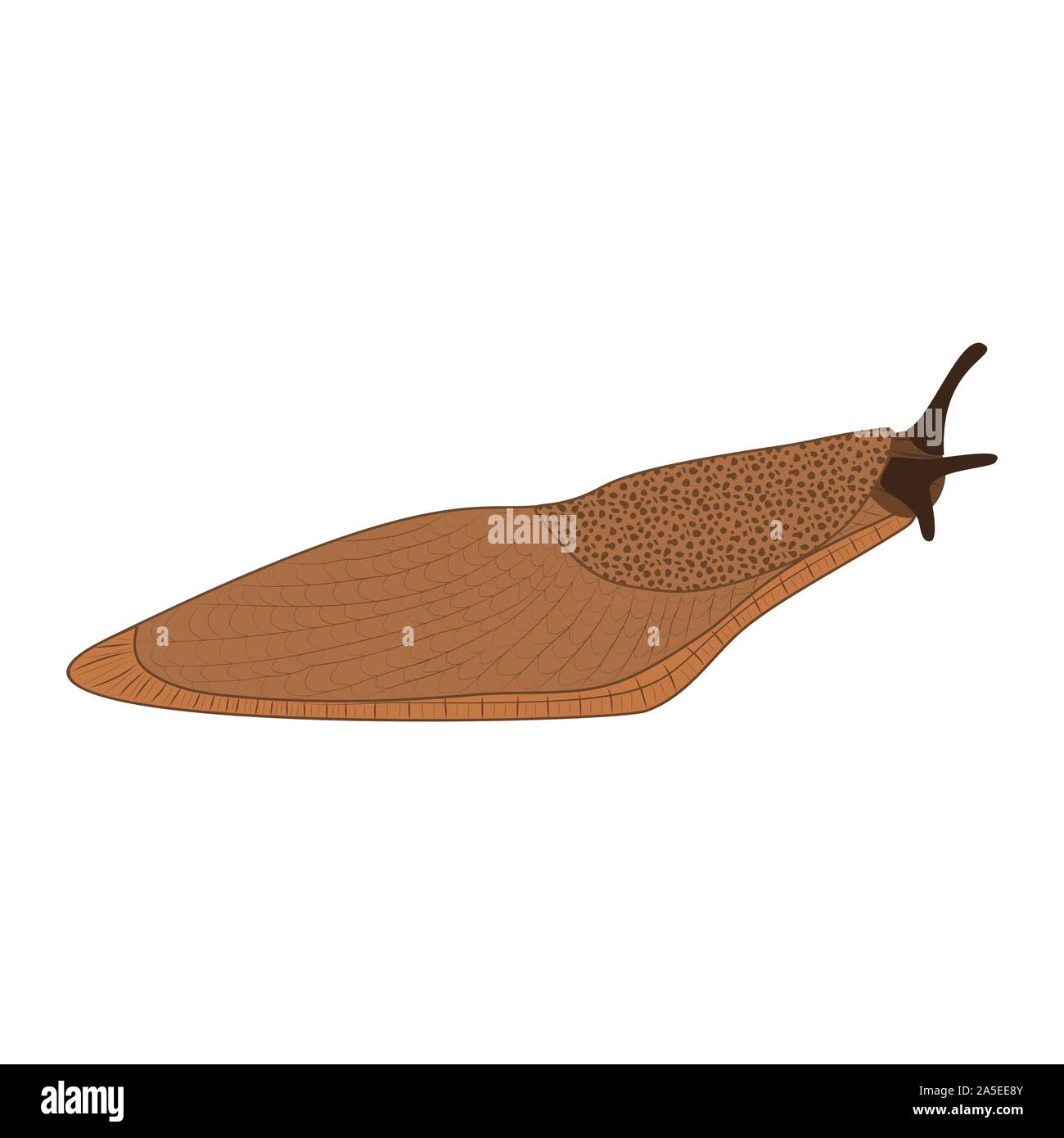 Slug Vector Vectors High Resolution Stock Photography and Images - Alamy