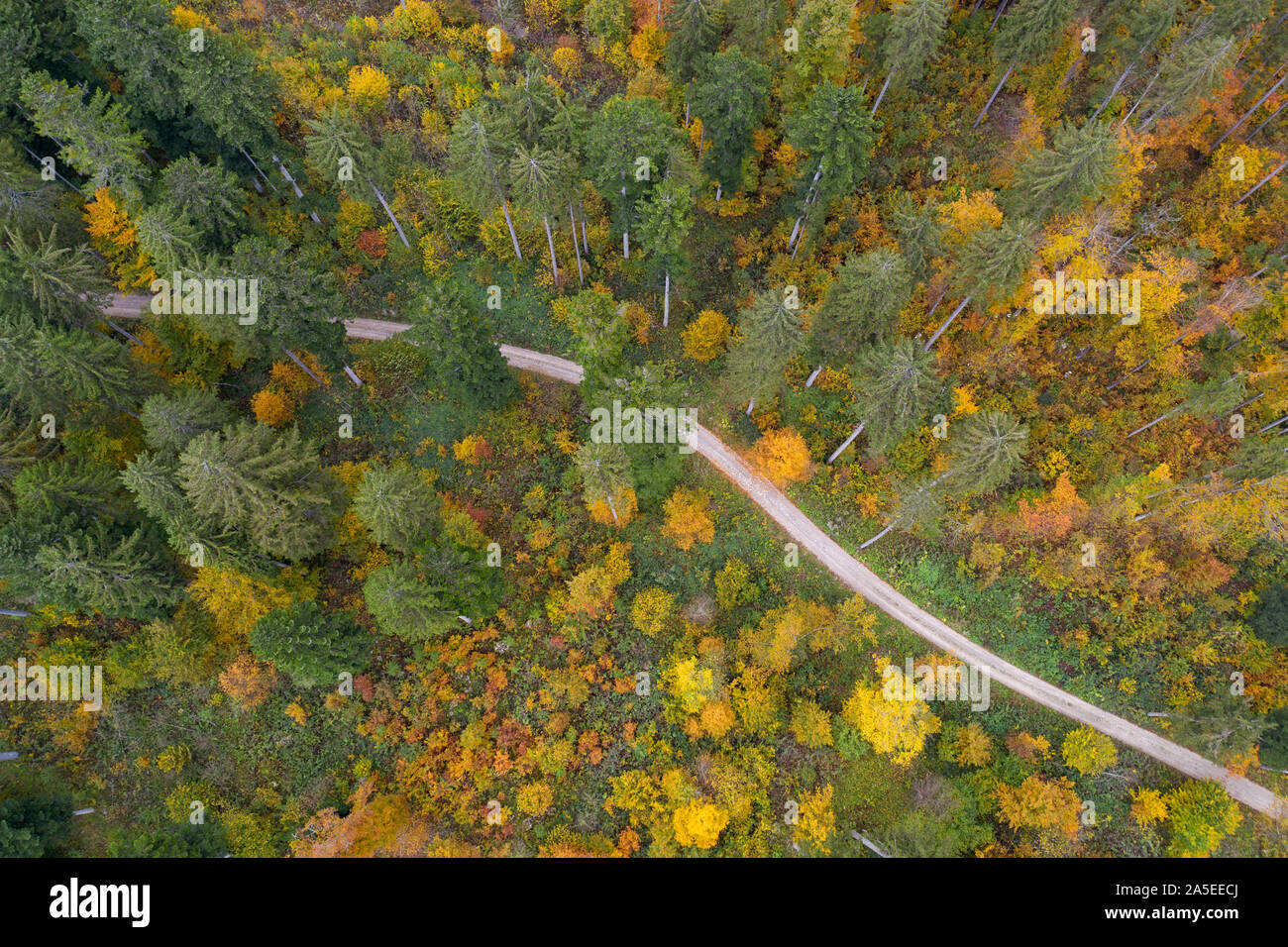 Aerial forward flight over forest hi-res stock photography and images ...