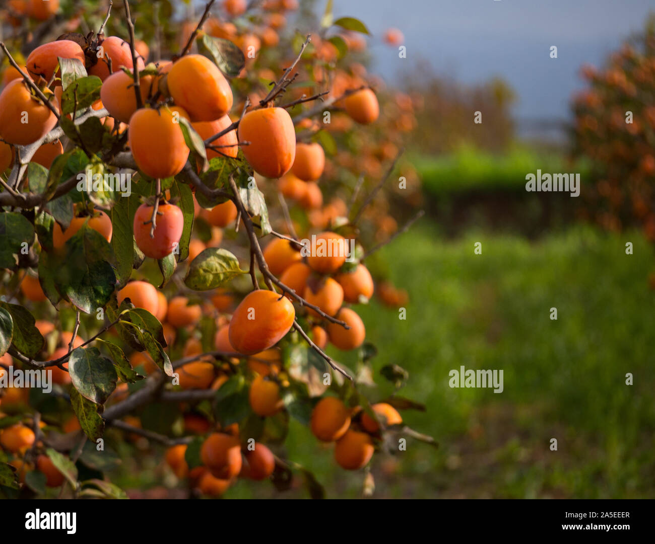 Persimmons at fruit garden, Valencia, Spain Stock Photo - Alamy