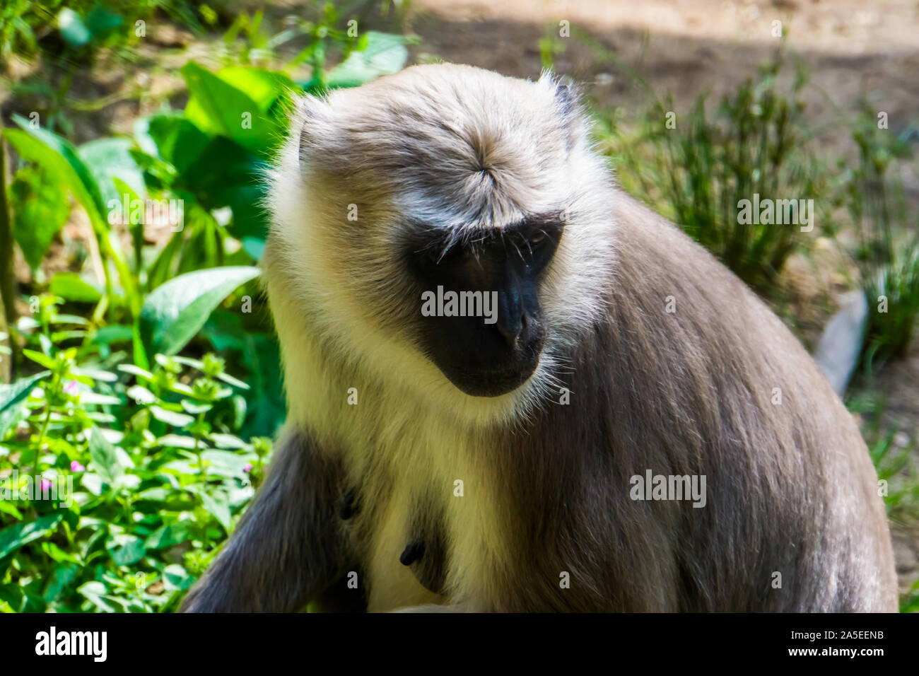 closeup of the face of a bengal hanuman langur, tropical monkey from ...