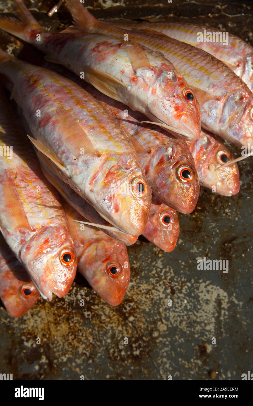 Striped mullet hi-res stock photography and images - Alamy