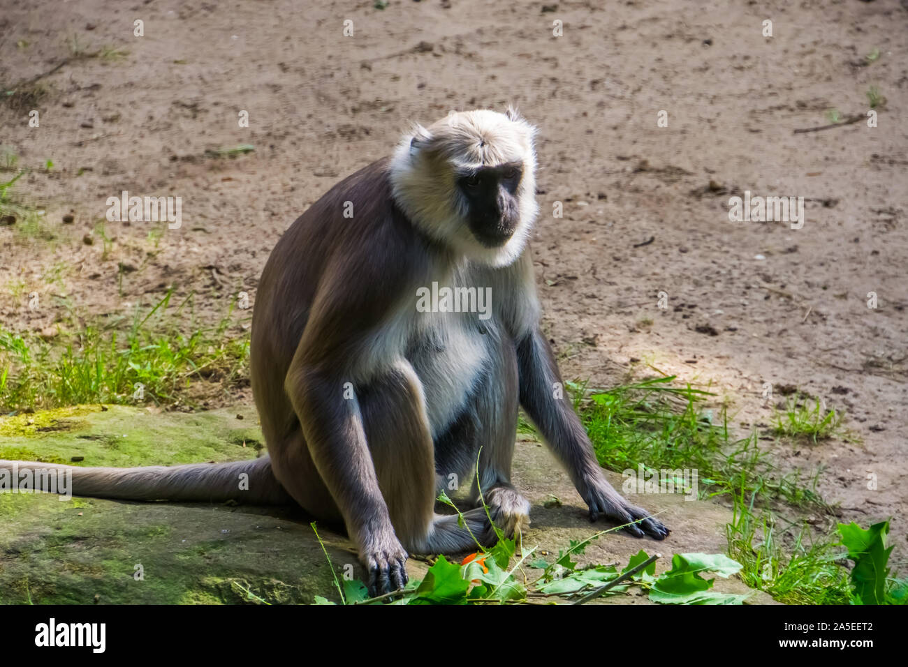 Portrait of a bengal hanuman langur, tropical monkey from bangladesh ...