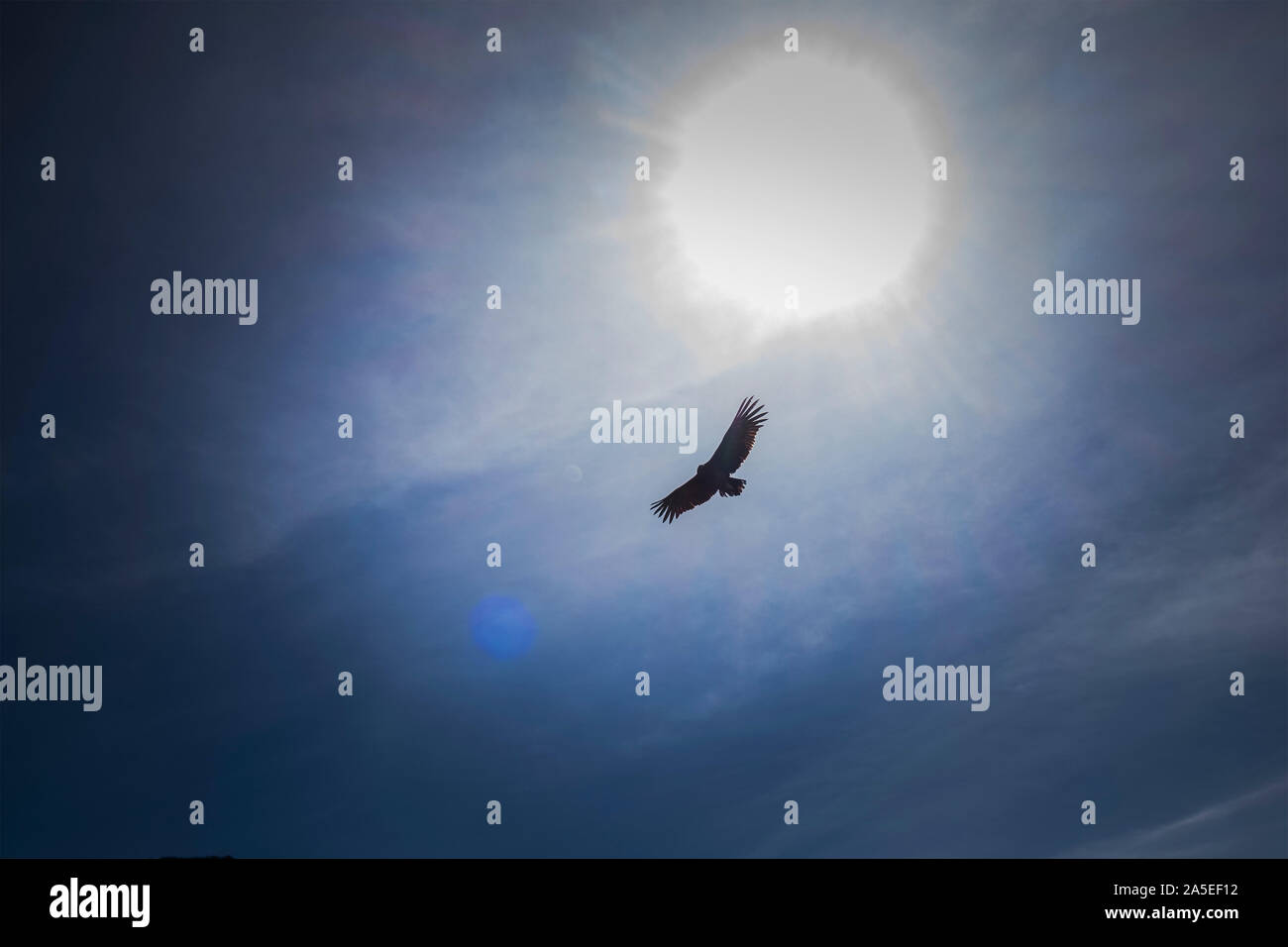 Perù, Colca Canyon, condor Stock Photo - Alamy