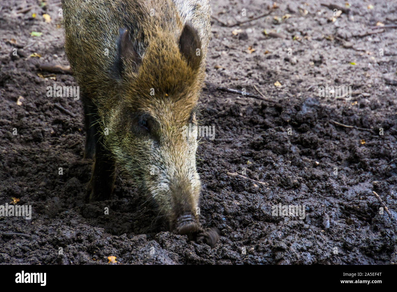 Pig grubbing hi-res stock photography and images - Alamy
