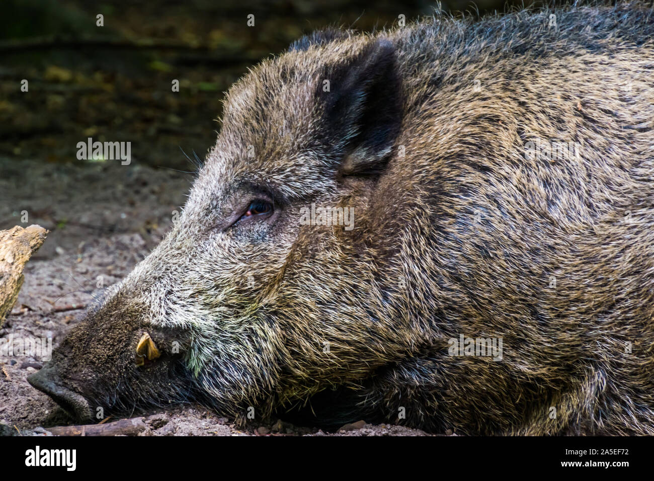 closeup portrait of the face of a wild board, common pig specie from ...