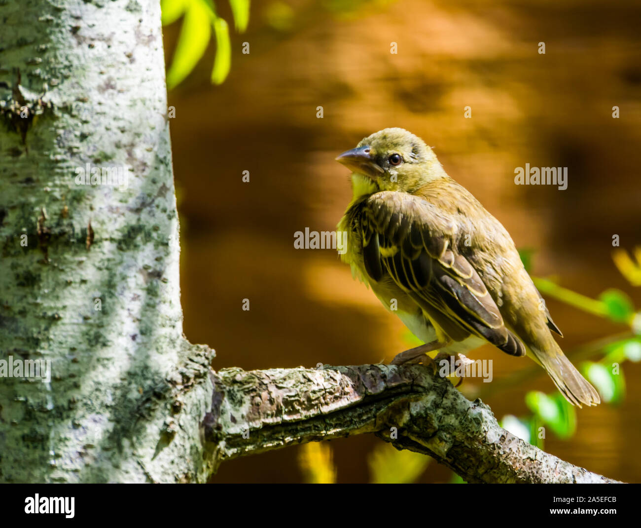 closeup of a female village weaver bird sitting in a tree, popular ...